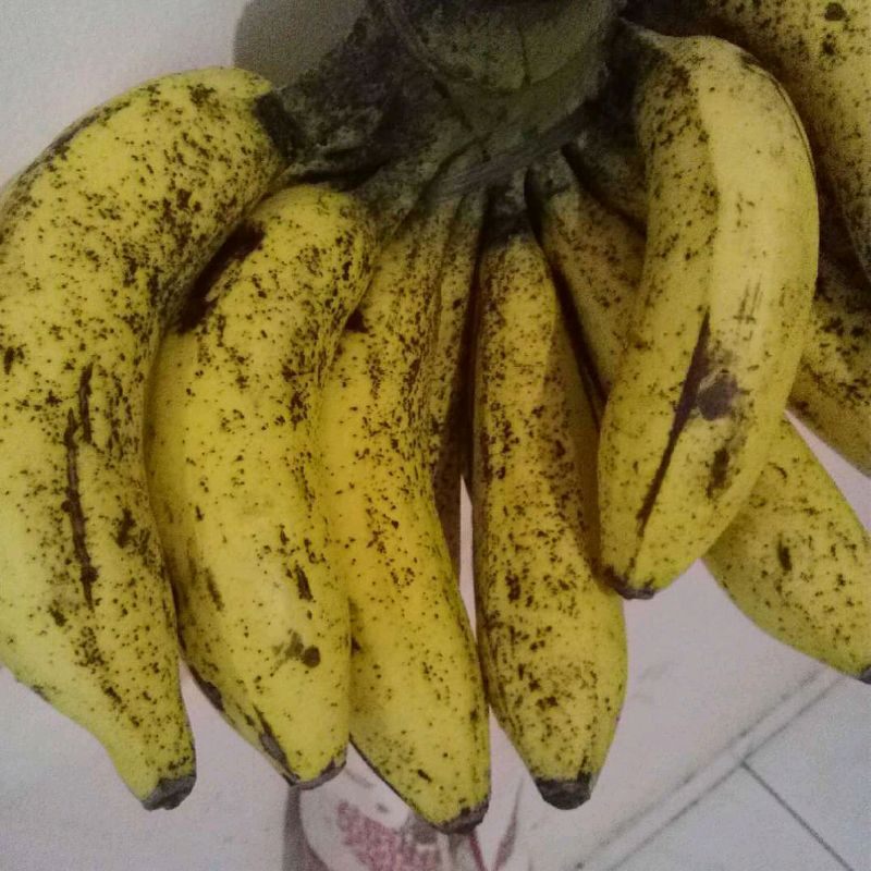 Bibit Pisang Raja cere super atau pisang raja sajen | Lazada Indonesia