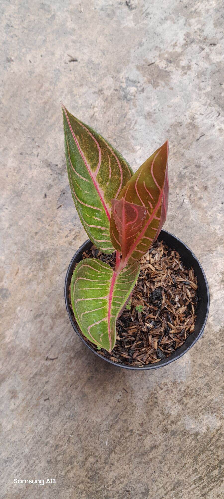 Aglonema POS/Red Sumatra/Redsum (Daun 4) (1) | Lazada Indonesia