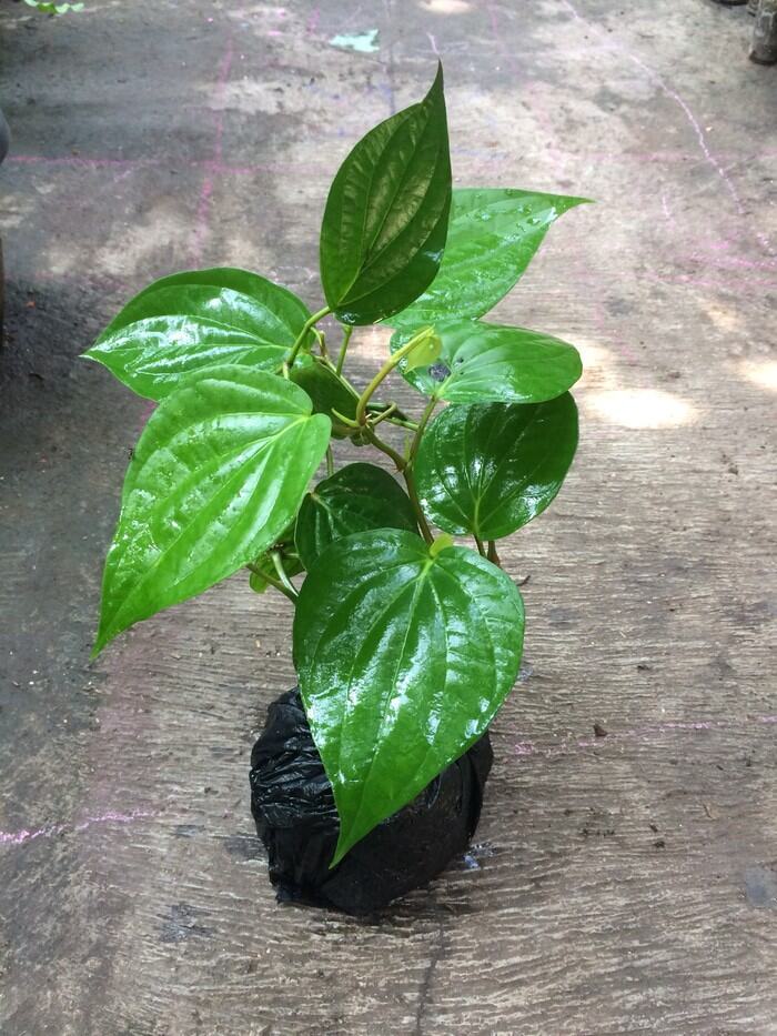 Tanaman Sirih Hijau Pohon Sirih Herbal Hijau / Daun Sirih Hijau Pohon ...
