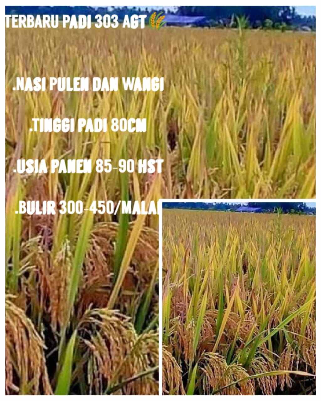 PADI 303 AGT 5KG | Lazada Indonesia