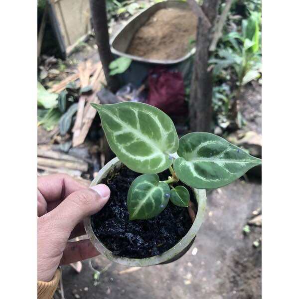 Tanaman Hias Kuping gajah silver blush - anthurium silver blush ...