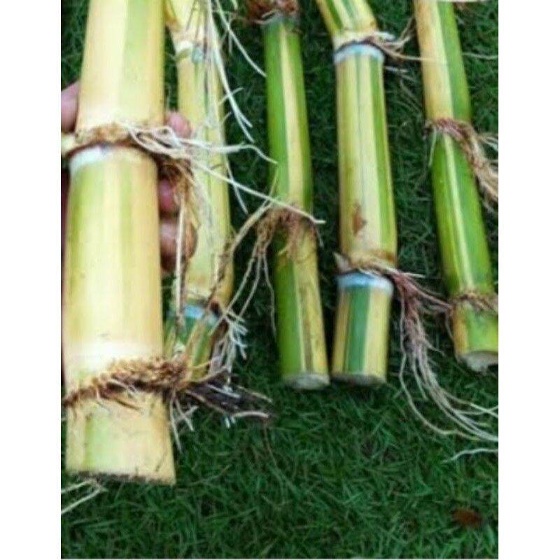 bibit tebu - tebu kuning - stek 30cm | Lazada Indonesia