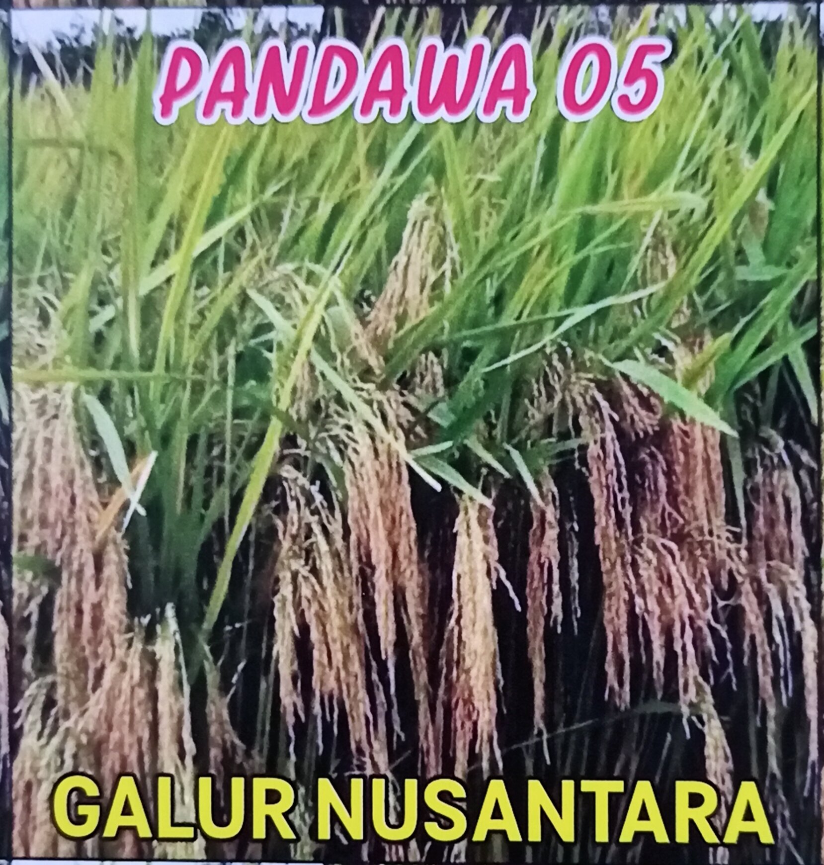 Benih padi unggul malai panjang"PANDAWA 05" kemasan 1 kg. | Lazada ...
