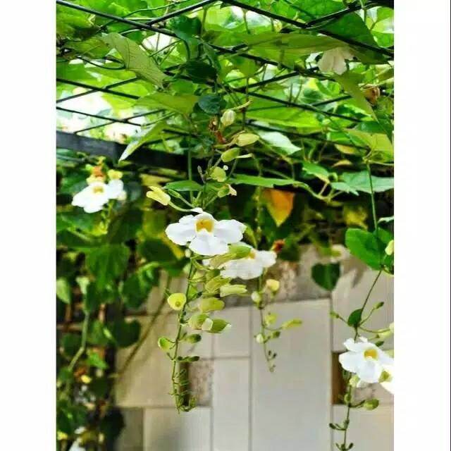Tanaman Rambat Bunga Tumbergia Bunga Putih Thumbergia Merambat | Lazada ...