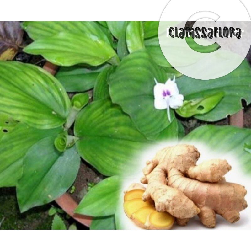 Pohon herbal kencur - tanaman herbal - daun kencur - pohon kencur siap ...