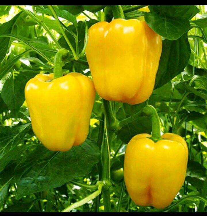 5 Biji - Benih Paprika GOLDEN STAR F1 - Cabai Paprika Kuning Bibit ...
