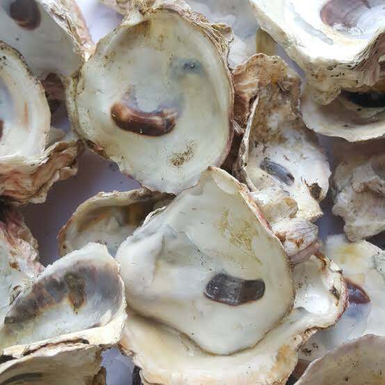 PAKET 5Kg KULIT KERANG TIRAM-OYSTER SHELL-PENETRAL PH KOLAM KOI 5Kg ...