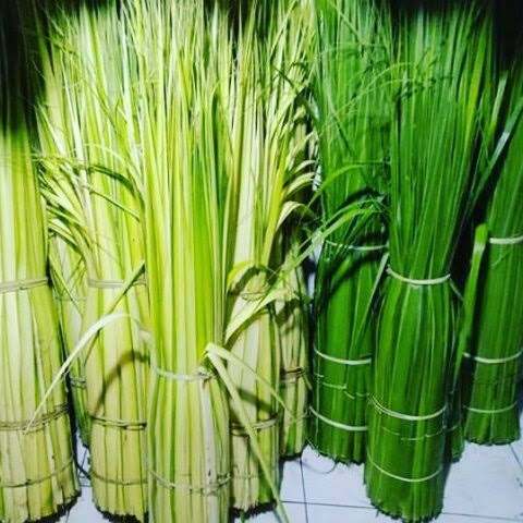 100 LEMBAR JANUR KELAPA/JANUR KUNING/DAUN KELAPA MUDA | Lazada Indonesia