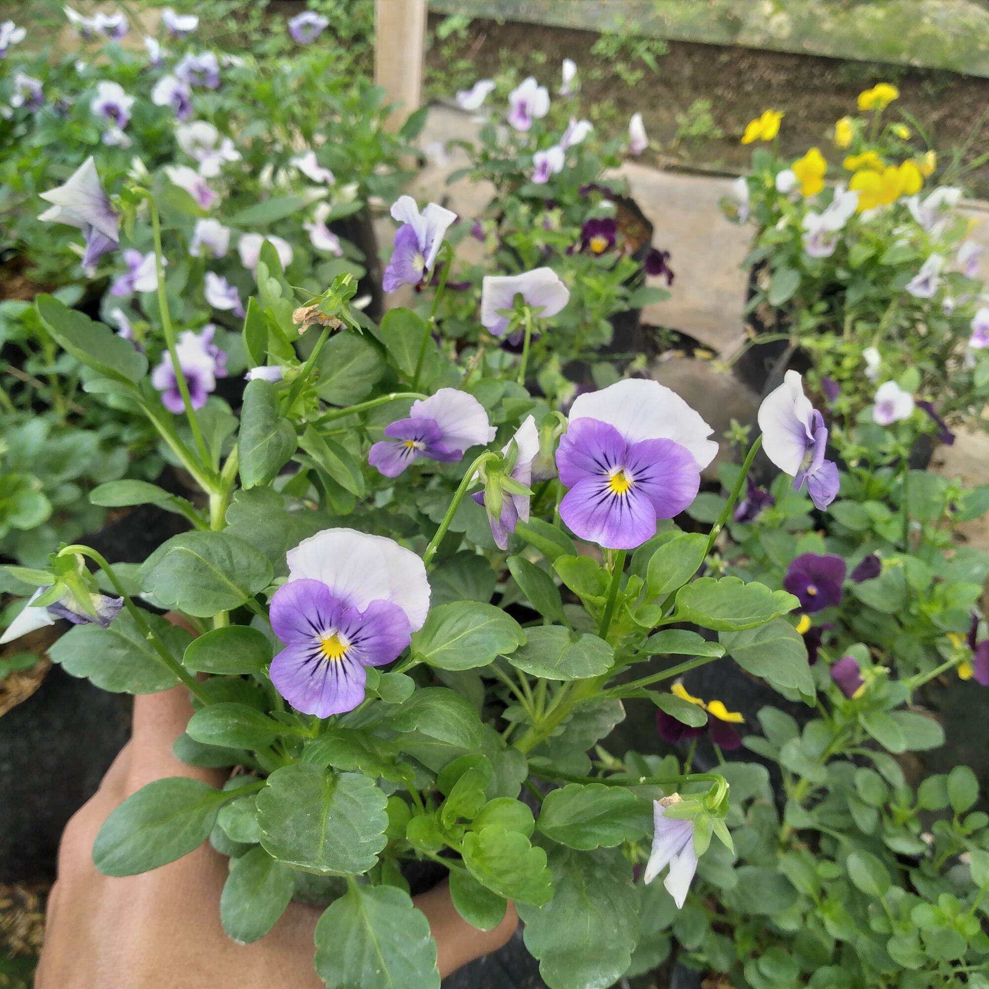 Tanaman Hias Bunga Viola & Pansy Edible Flower Varian Warna | Lazada ...