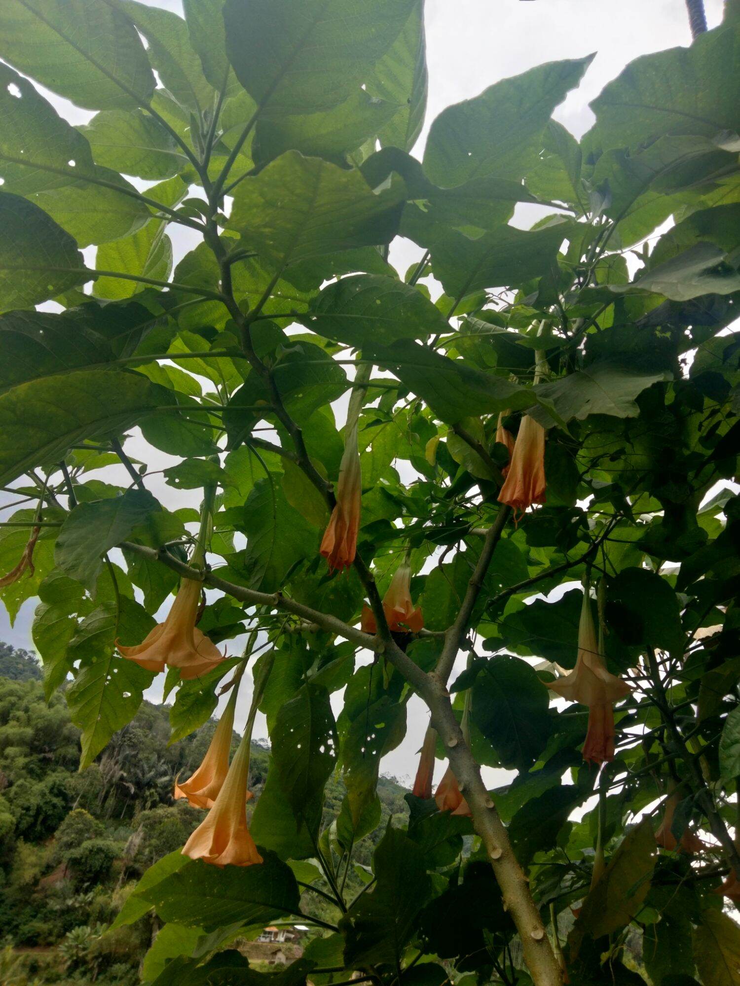 jual daun kecubung berikut bunganya segar 500 grm | Lazada Indonesia