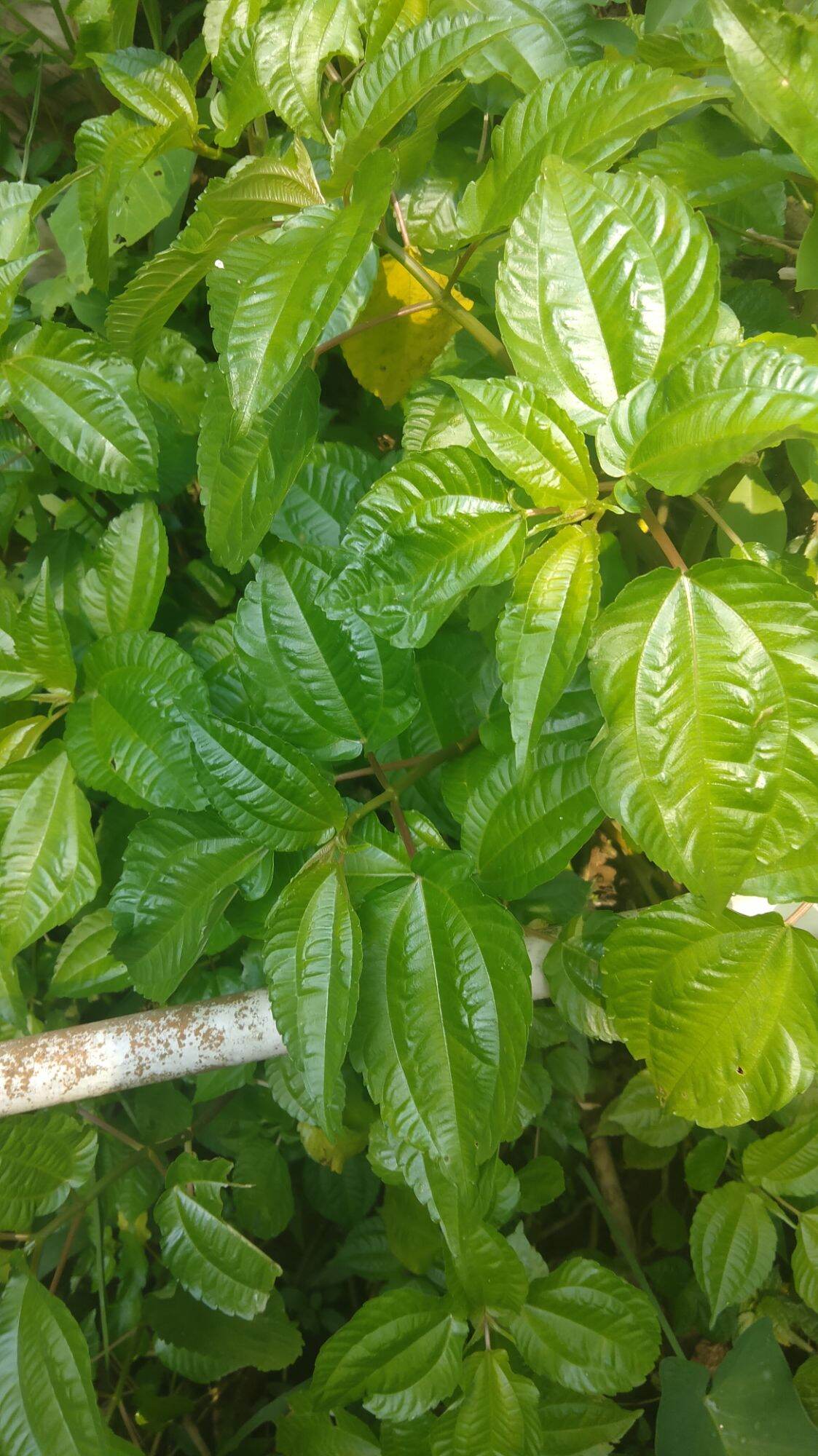 jual daun pohpohan segar 500gram | Lazada Indonesia