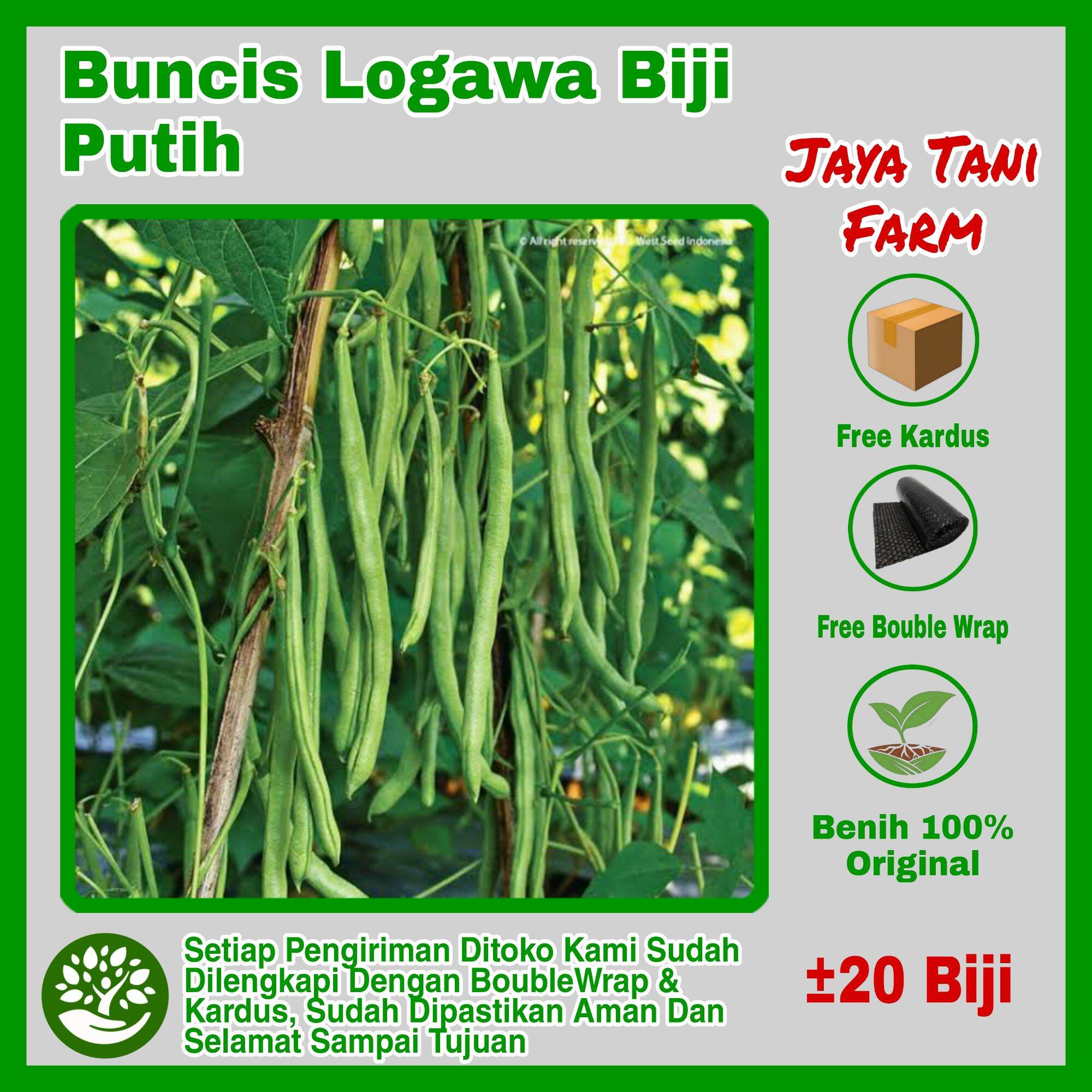 20 Biji Benih Buncis Bangkok Logawa Biji Putih Super F1 / Benih Sayuran ...