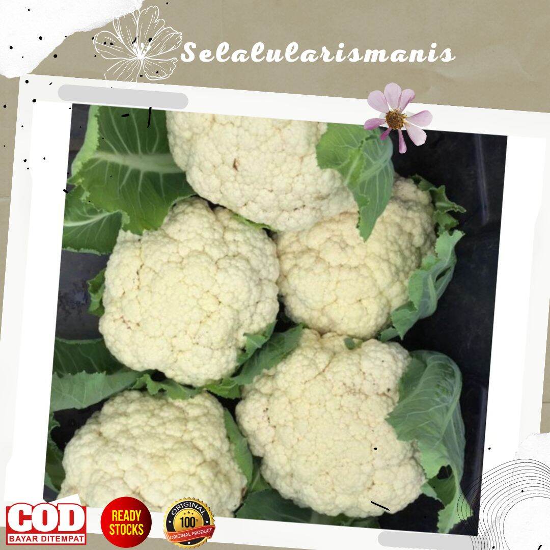 10 Biji - Bunga Kol CINTA 45 F1 untuk dataran rendah sampai tinggi ...