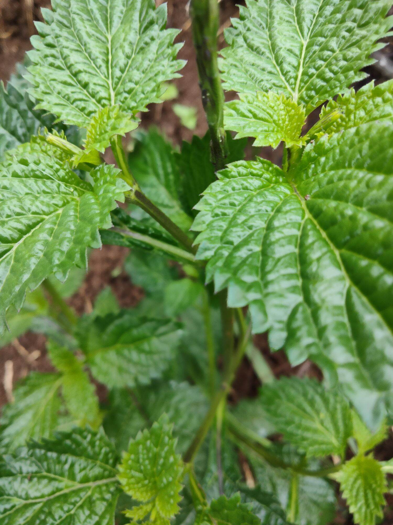 Daun pecut kuda memiliki banyak manfaat | Lazada Indonesia