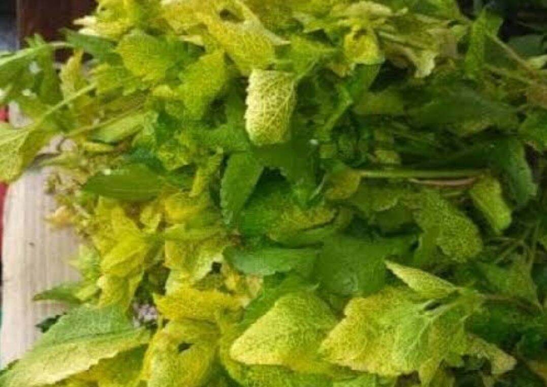 Daun Babadotan Kuning Segar 100 Lazada Indonesia