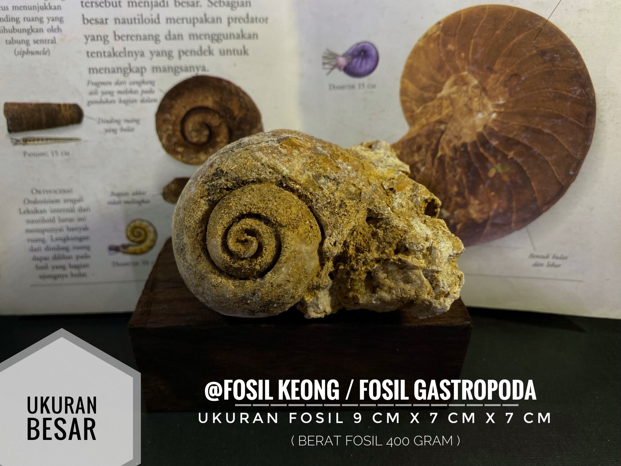 Fosil Keong Alam B52 atau Fosil Gastropoda atau Fosil Kerang atau Fosil Kol Buntet Natural atau ...