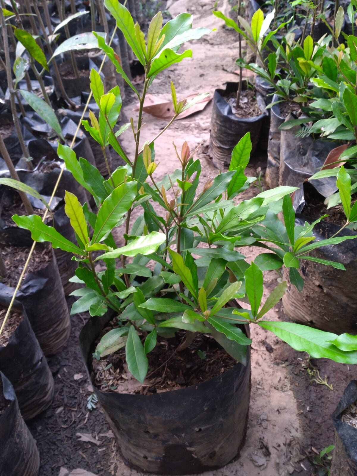 Tanaman Buah Ajaib/Miracle fruit | Lazada Indonesia