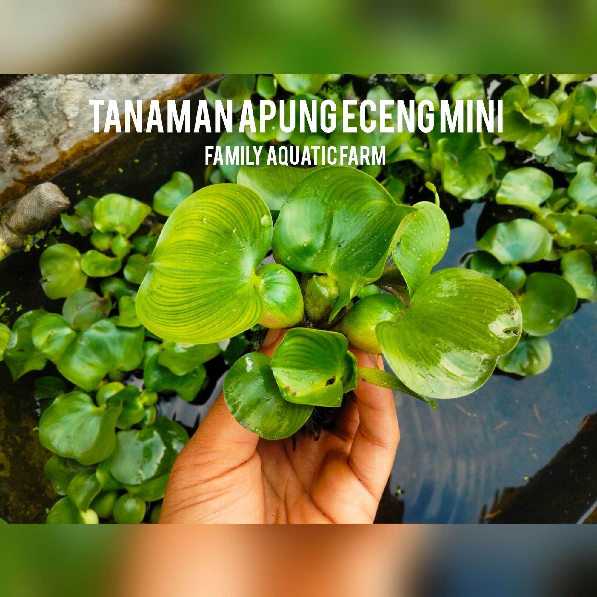 Tanaman apung eceng gondok - tanaman untuk mengontrol racun dalam kolam ...