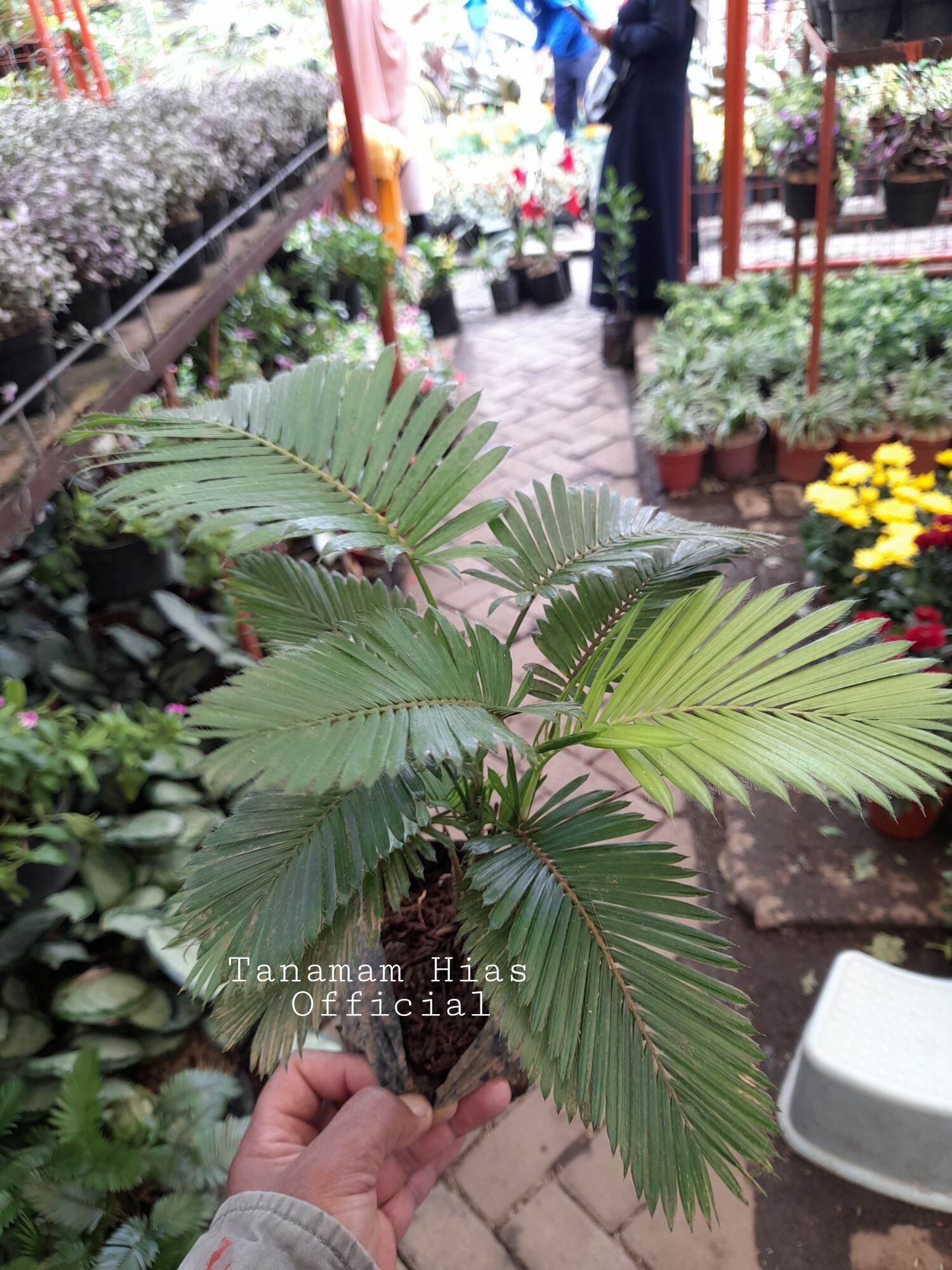 Tanaman Hias Palem Paris/Palem Rotan | Lazada Indonesia