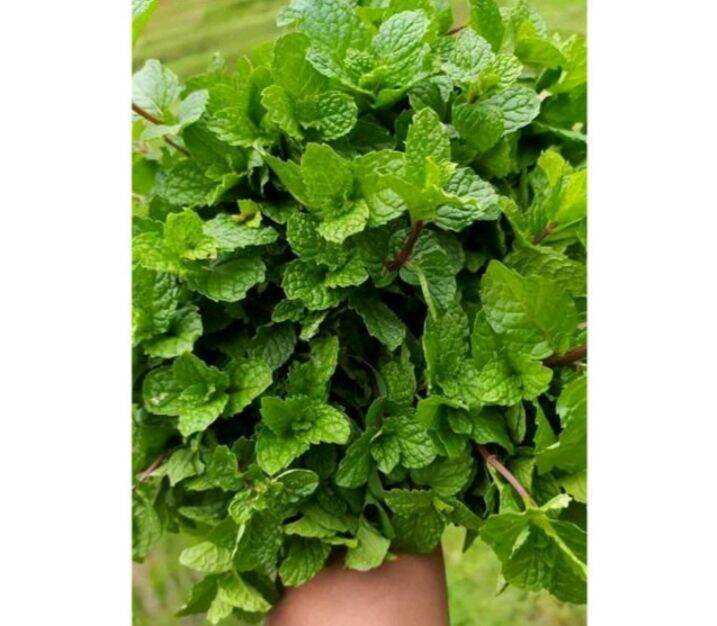 Daun mint Segar 500 gram | Lazada Indonesia