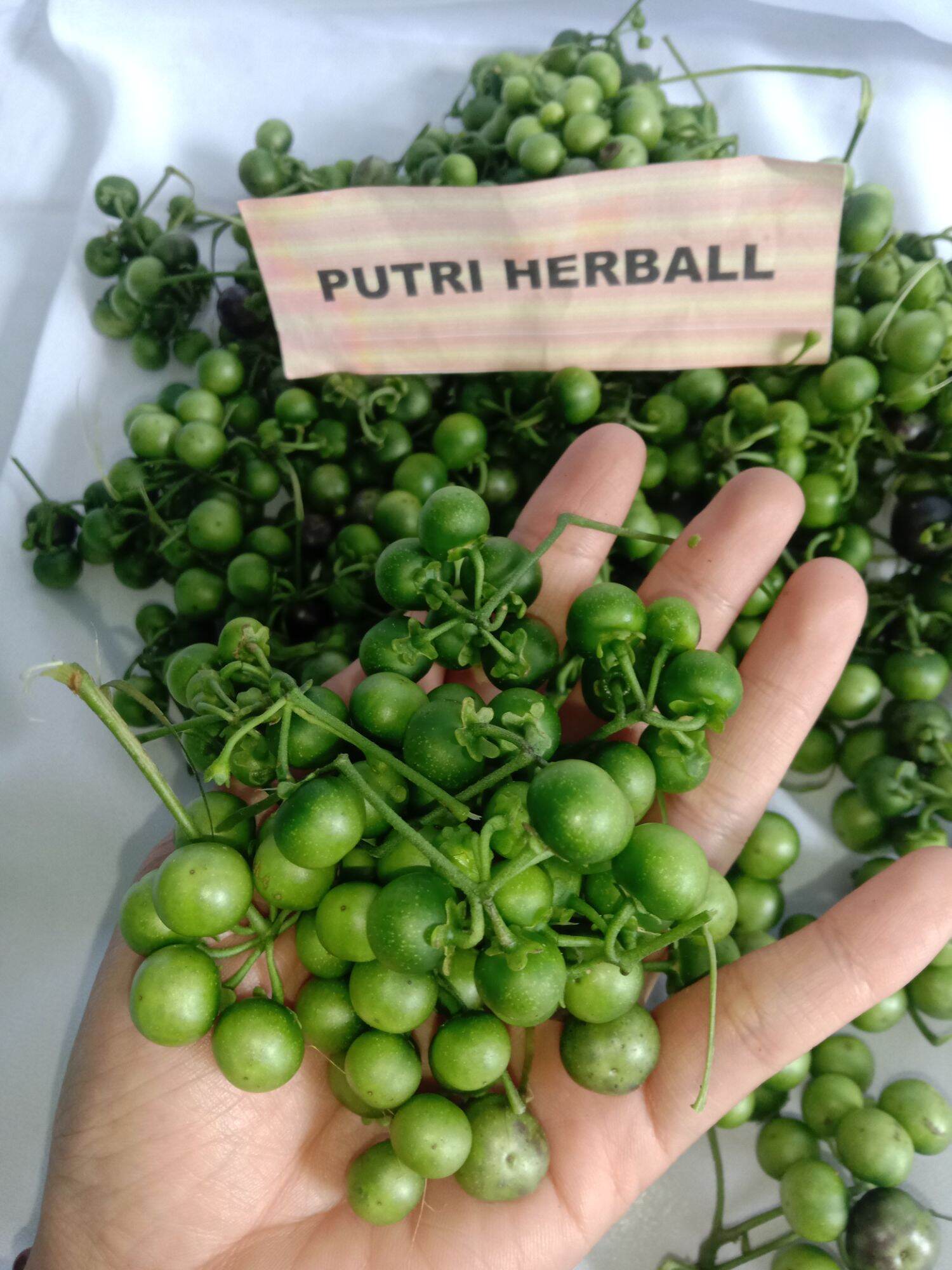JUAL LENCA SAYUR HASIL KEBUN SEGAR DI PETIK DADAKAN PER 1 KG | Lazada ...