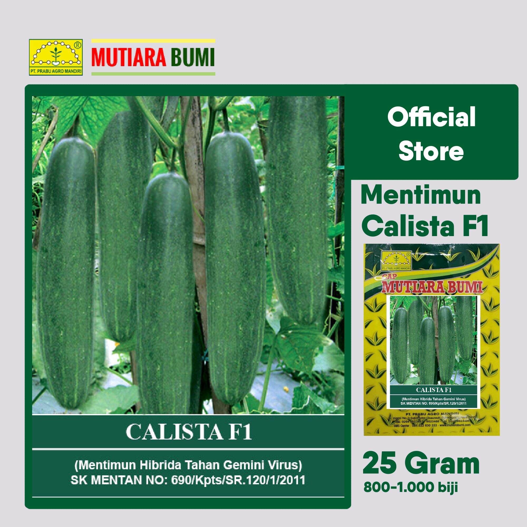 Benih Timun Calista F1 25 Gram isi 800-1000 biji Mutiara Bumi | Lazada ...