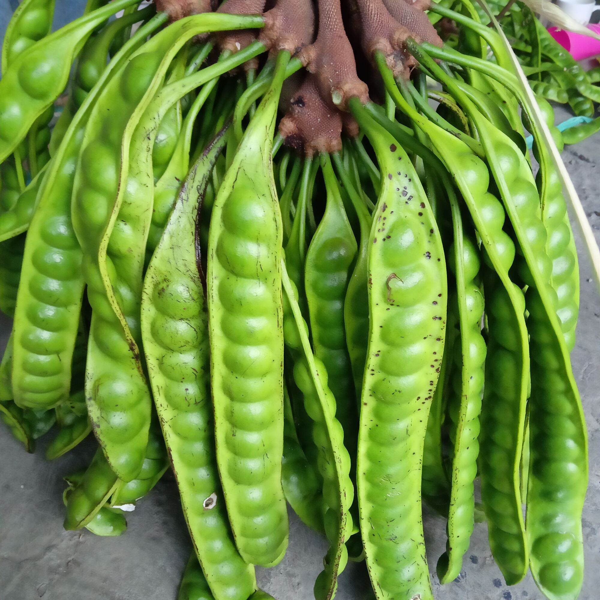 PETE SEGAR BUAH PETE | Lazada Indonesia