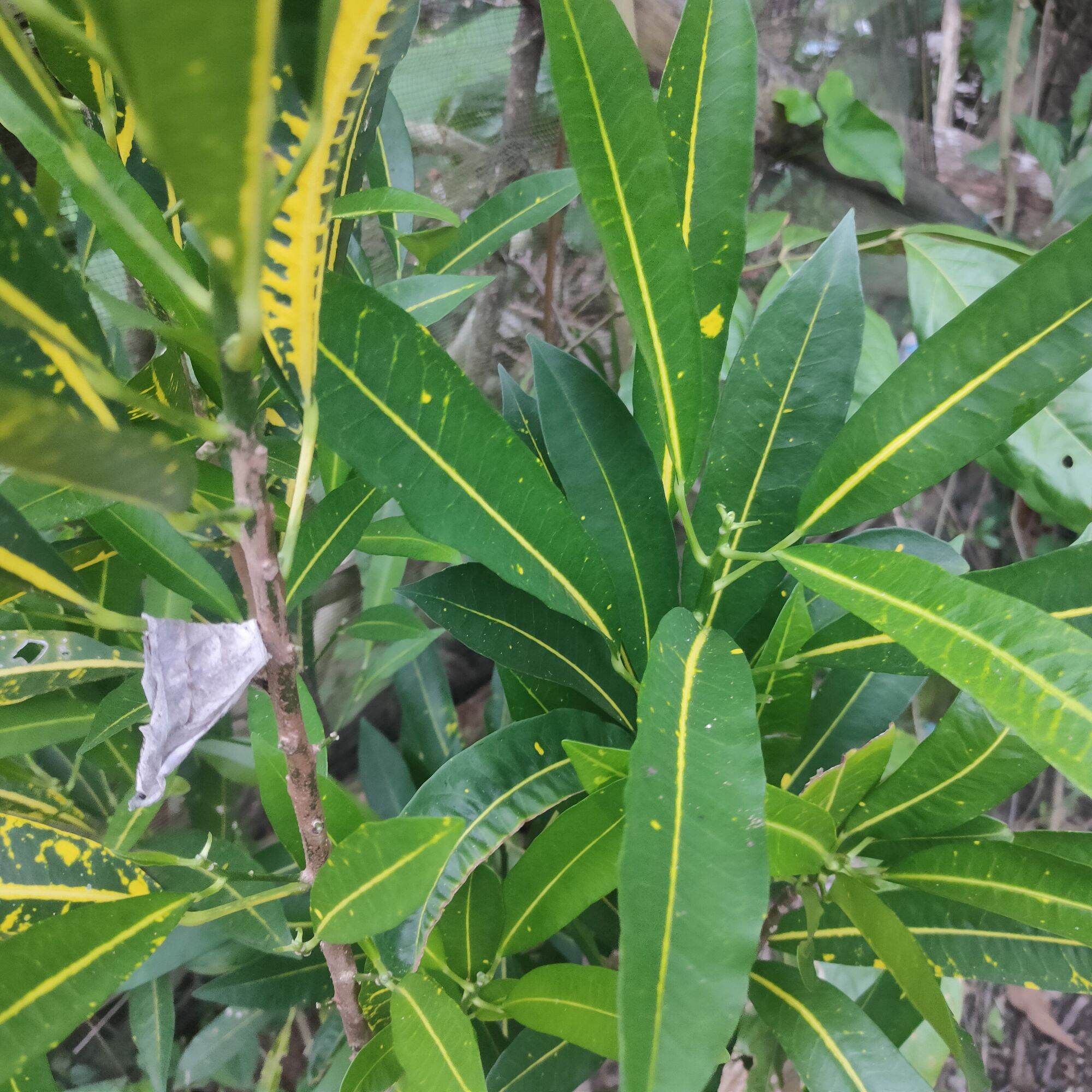 Daun Puding emas tanaman obat tradisional | Lazada Indonesia