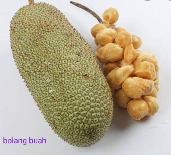 NANGKA CEMPEDAK isi 1-2kg | Lazada Indonesia