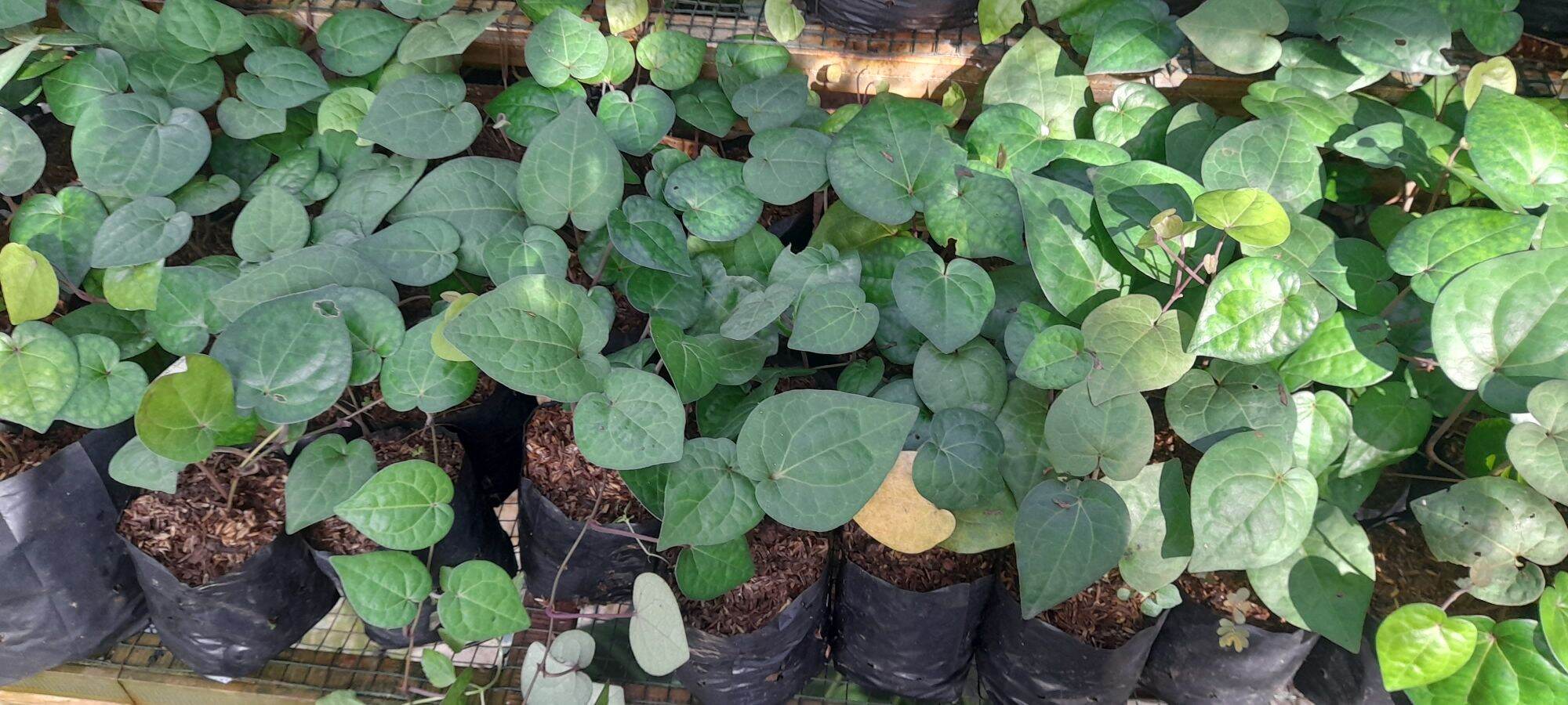 Tanaman Herbal Daun Sirih Hitam | Lazada Indonesia