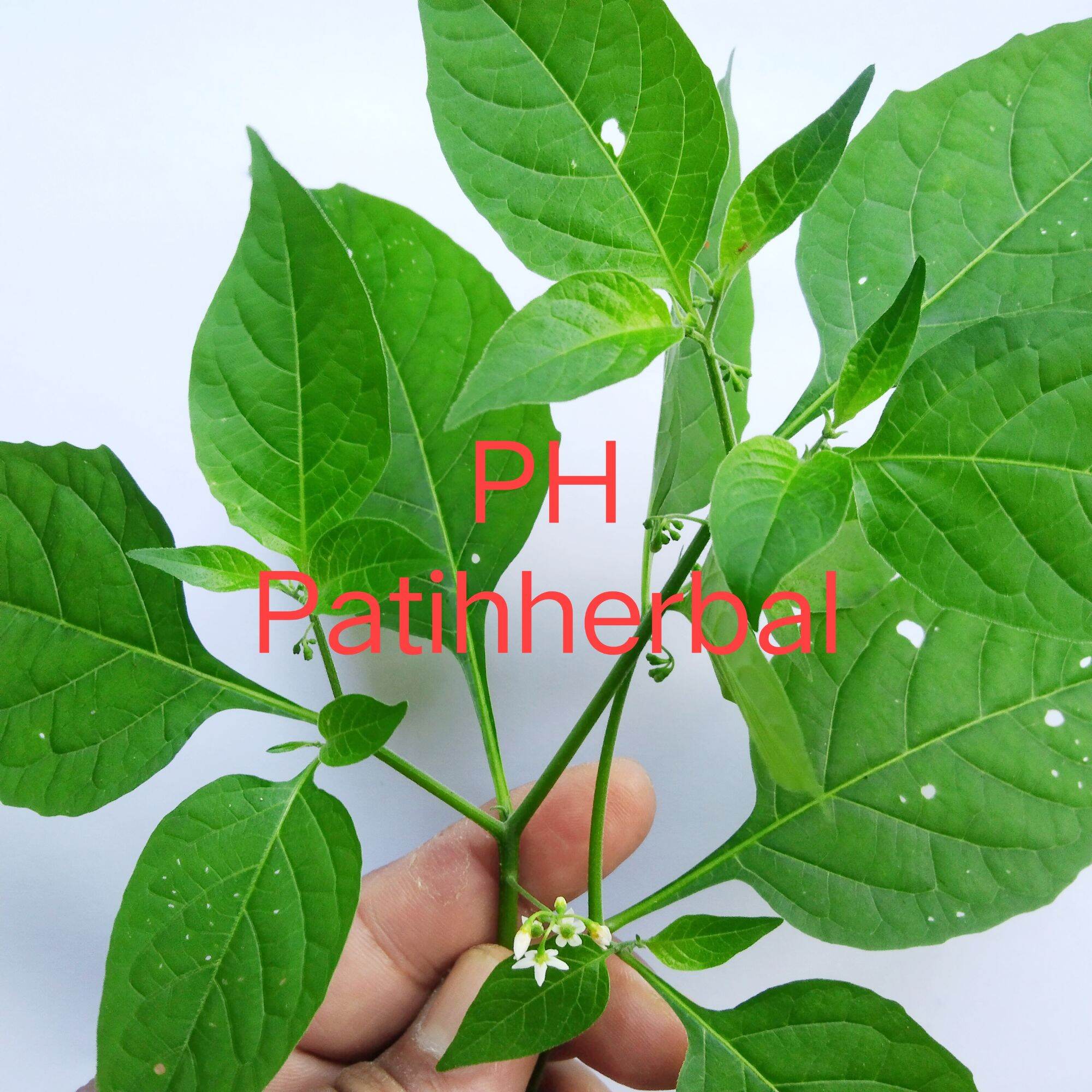 Daun Ranti Daun Lenca ayam Daun Lenca hutan segar per 300 gram | Lazada ...