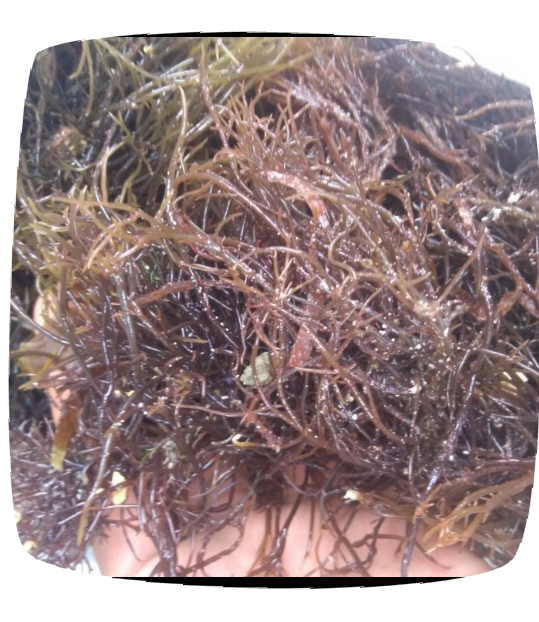 rumput laut merah segar - rumput laut asli 1kg | Lazada Indonesia