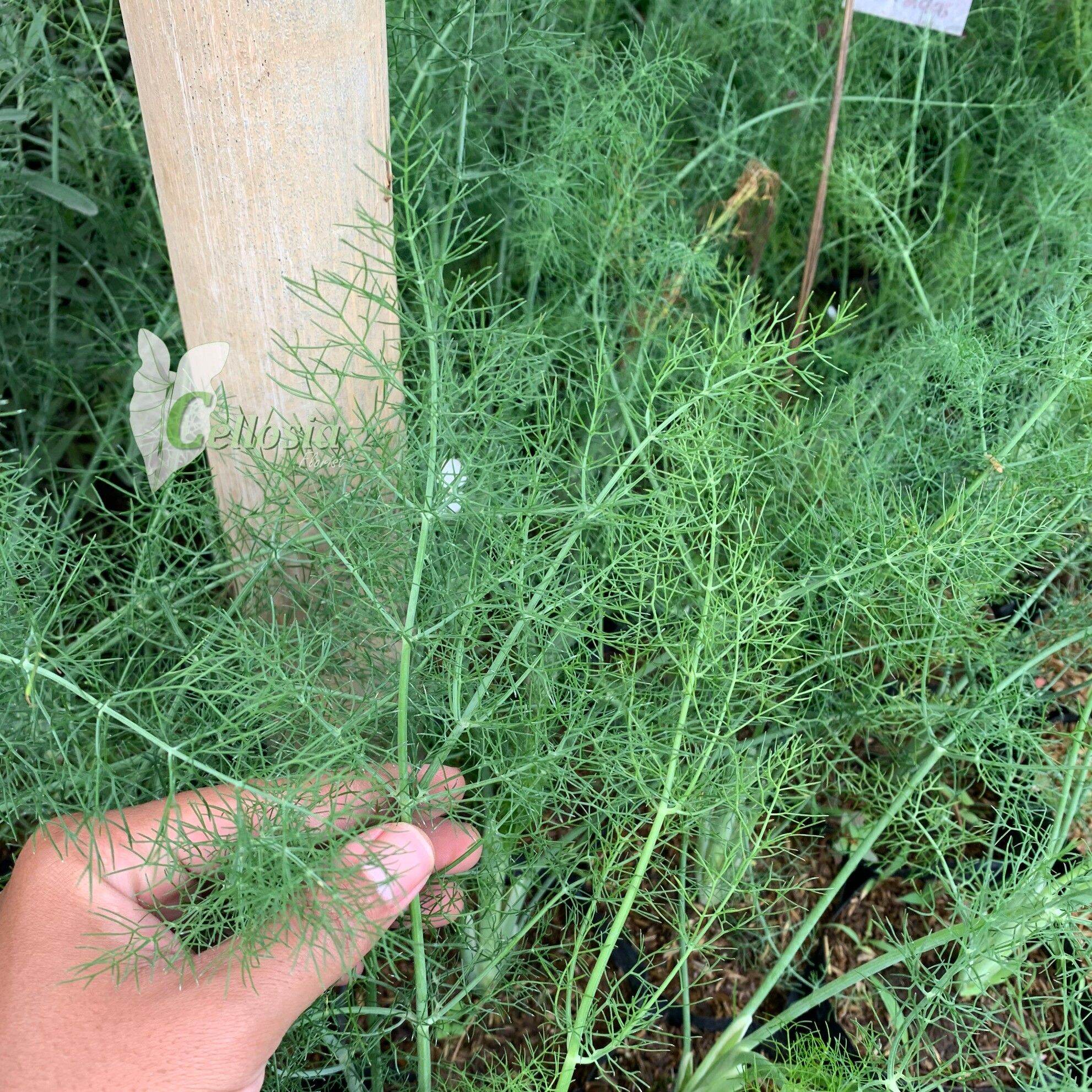 Tanaman Herbal Daun Adas / Daun Dill | Lazada Indonesia