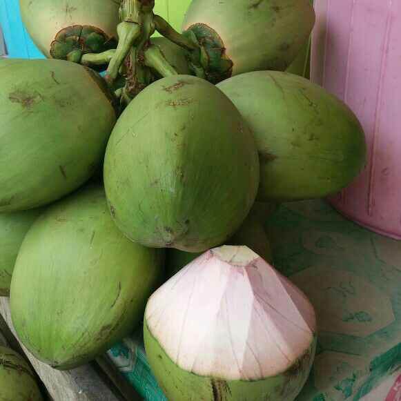 Kelapa muda segar/kelapa muda hijau khas pantai pangandaran | Lazada Indonesia