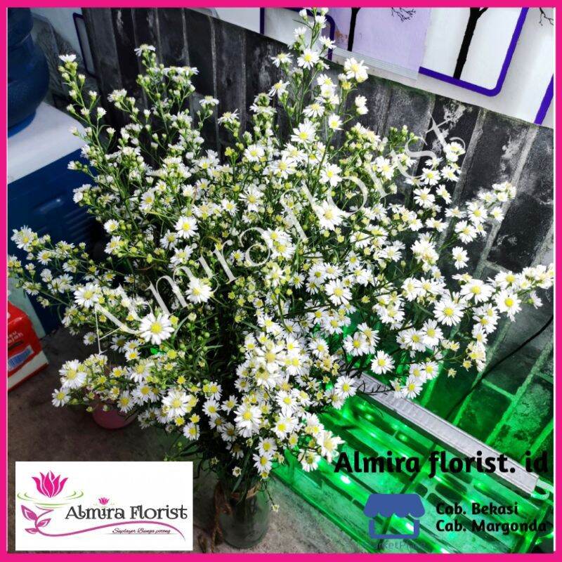 Bunga pikok / peacok segar (per 1 ikat) | Lazada Indonesia