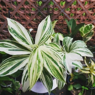 Tanaman Hias Pacing Bulu Variegata | Lazada Indonesia