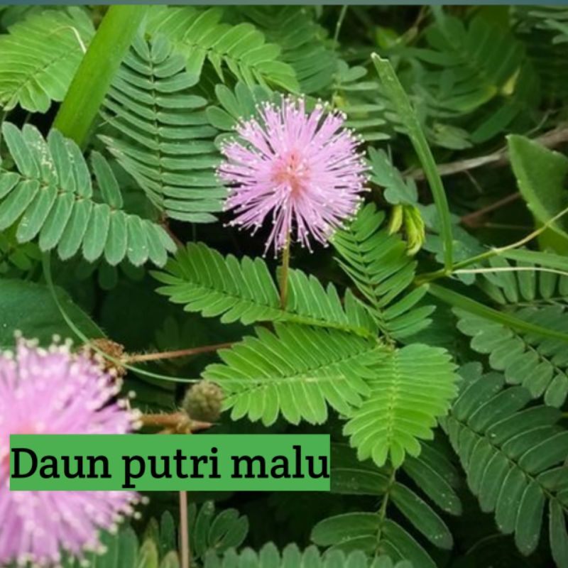 100gr daun putri malu segar banyak manfaat dan khasiat buat kesehatan putri malu jamu ...