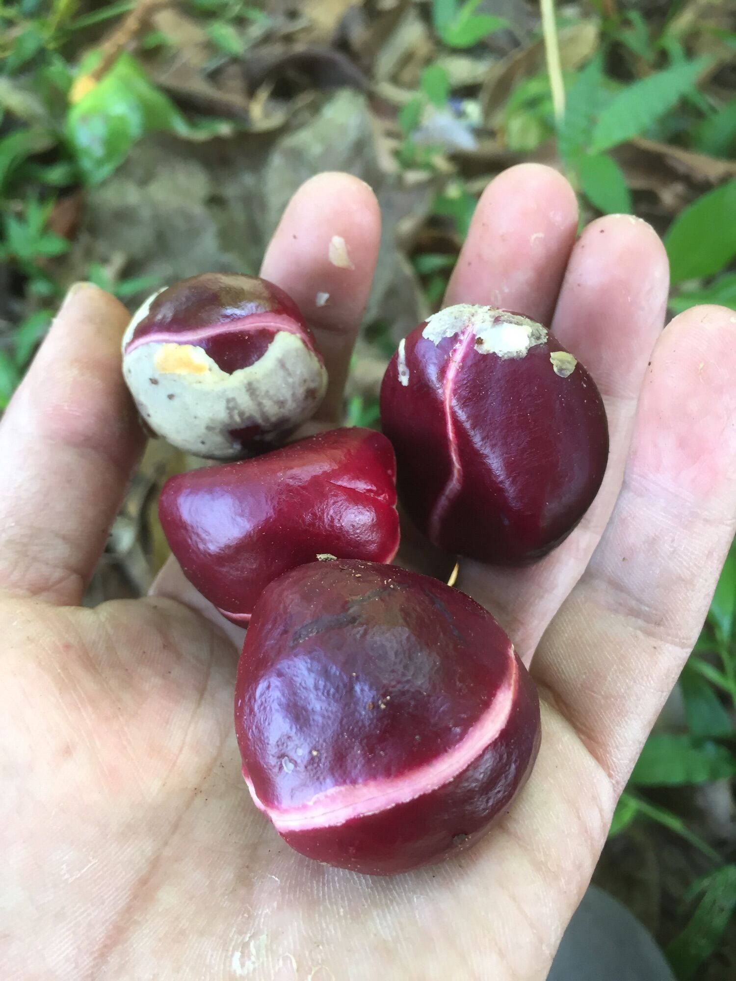 BUAH COLA BIJI COLA NUT COCA COLA NUT OBAT HERBAL | Lazada Indonesia