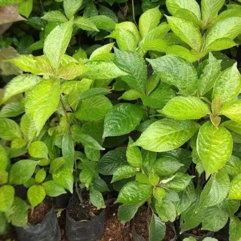 DAUN kejibeling / pecah beling 50 lembar | Lazada Indonesia