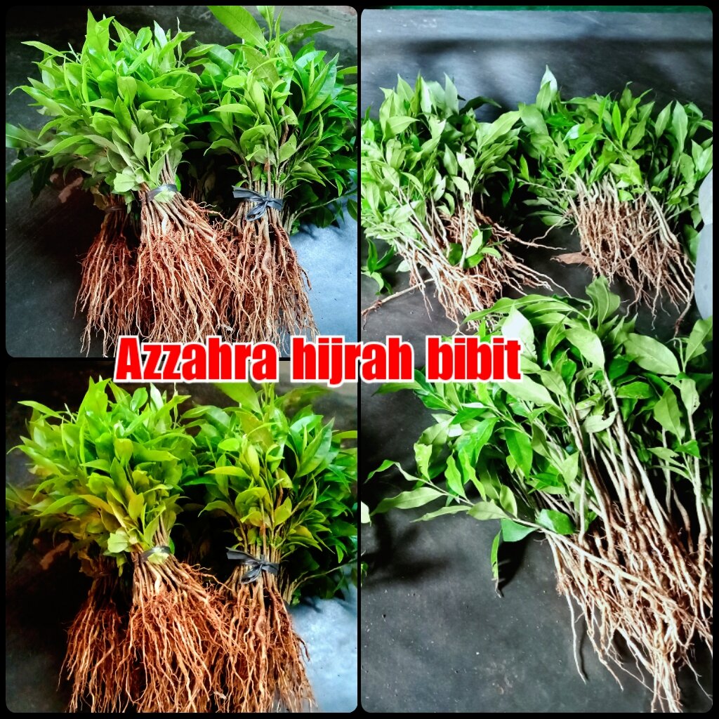 tanaman gaharu aquilaria malaccensis 100 cabutan | Lazada Indonesia