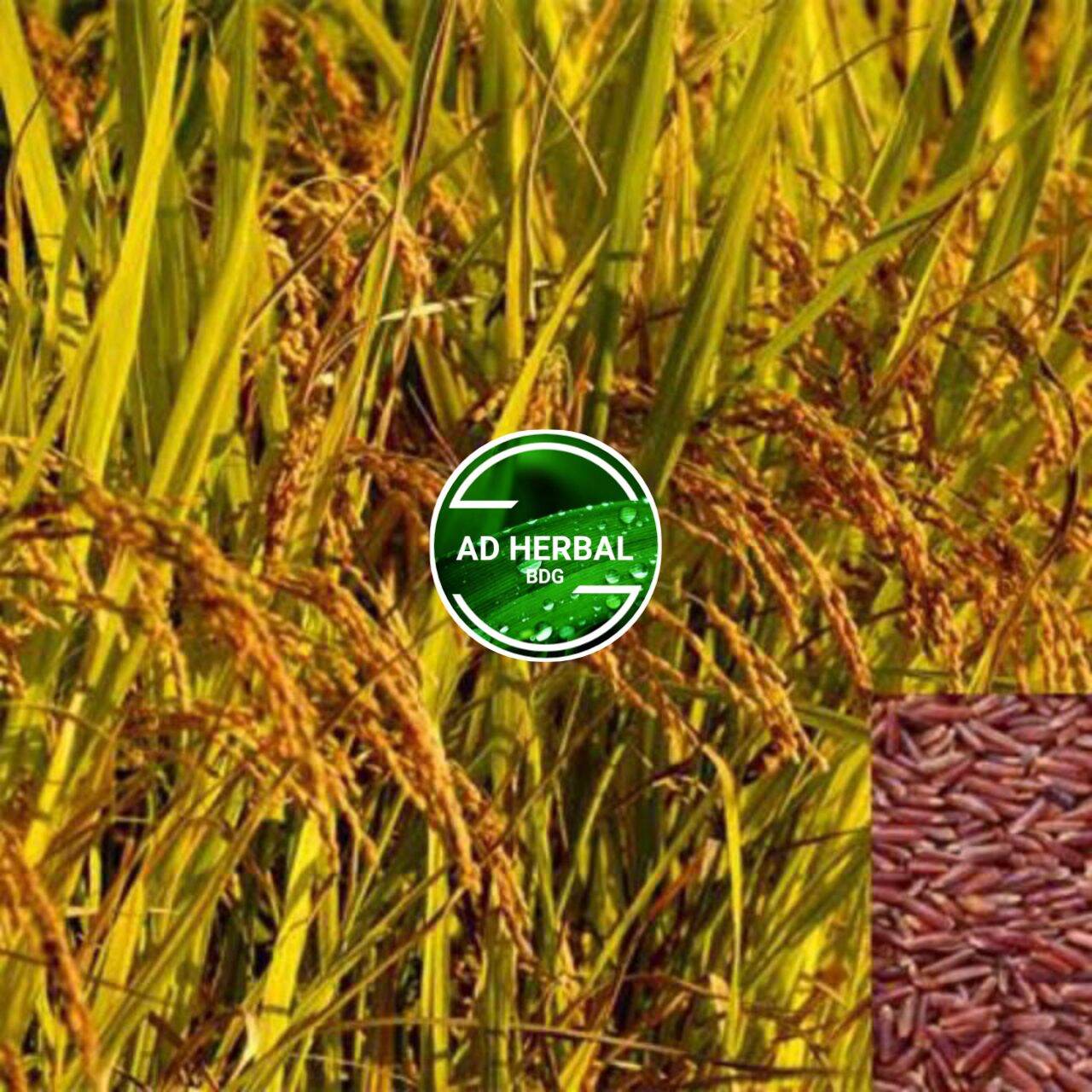 Jual Benih Padi Beras Merah Per 1 Kg Siap Tanam | Lazada Indonesia