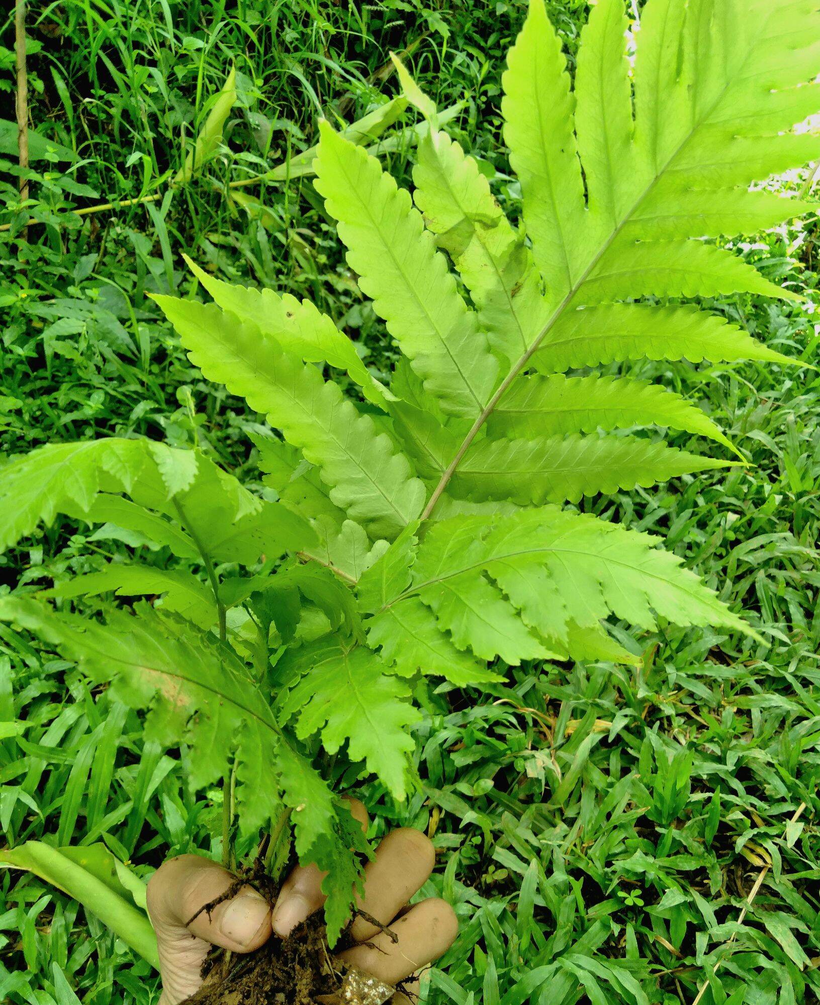 Tanaman Pakis Hias Asli Hutan Bagus | Lazada Indonesia