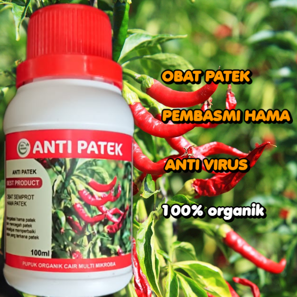 Obat Semprot Hama Cabai Anti Patek Mengatasi Busuk Cabe Pada Tanaman ...