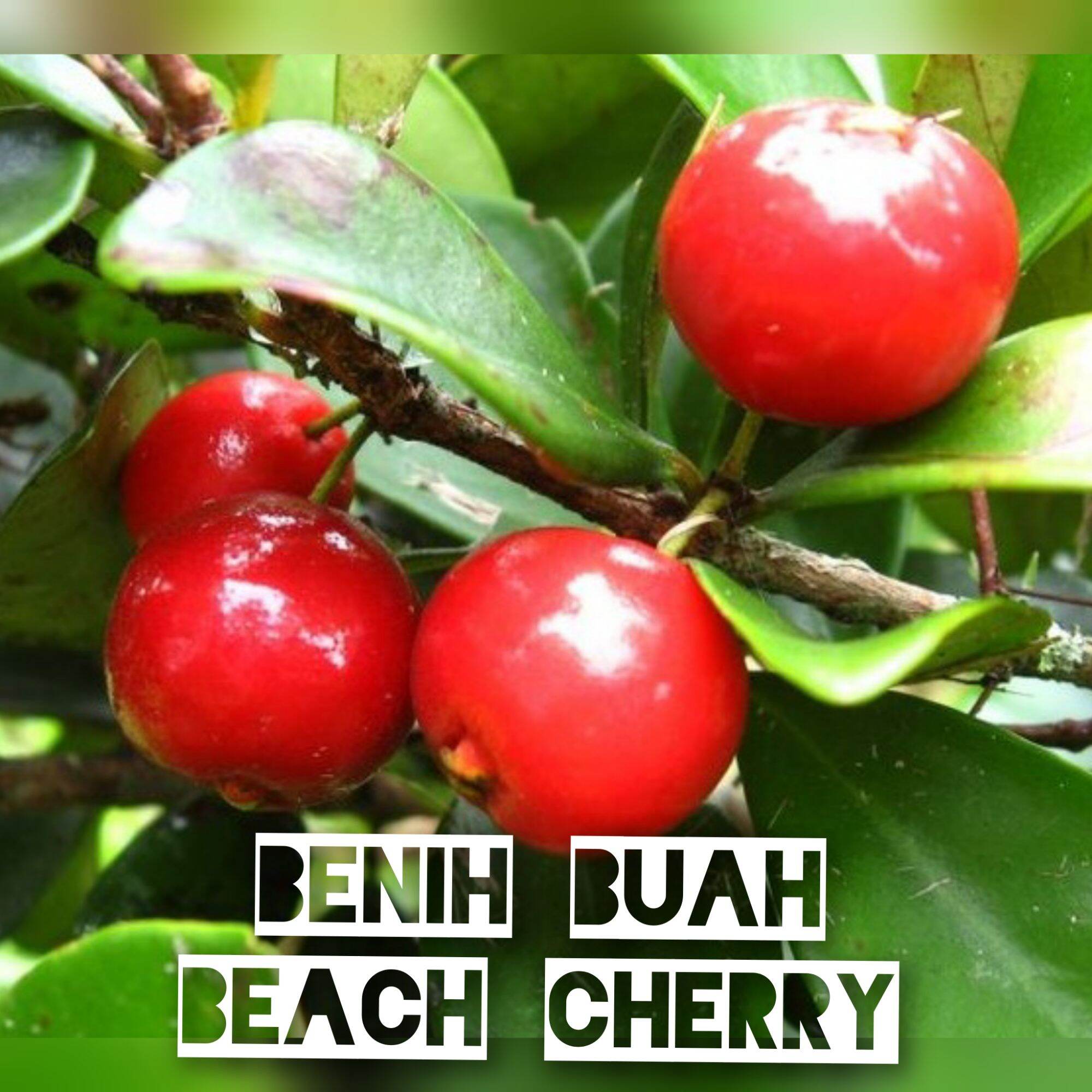 BIJI/BENIH TANAMAN BEACH CHERRY,BENIH TANAMAN CERI KERSEN,BENIH TANAMAN ...
