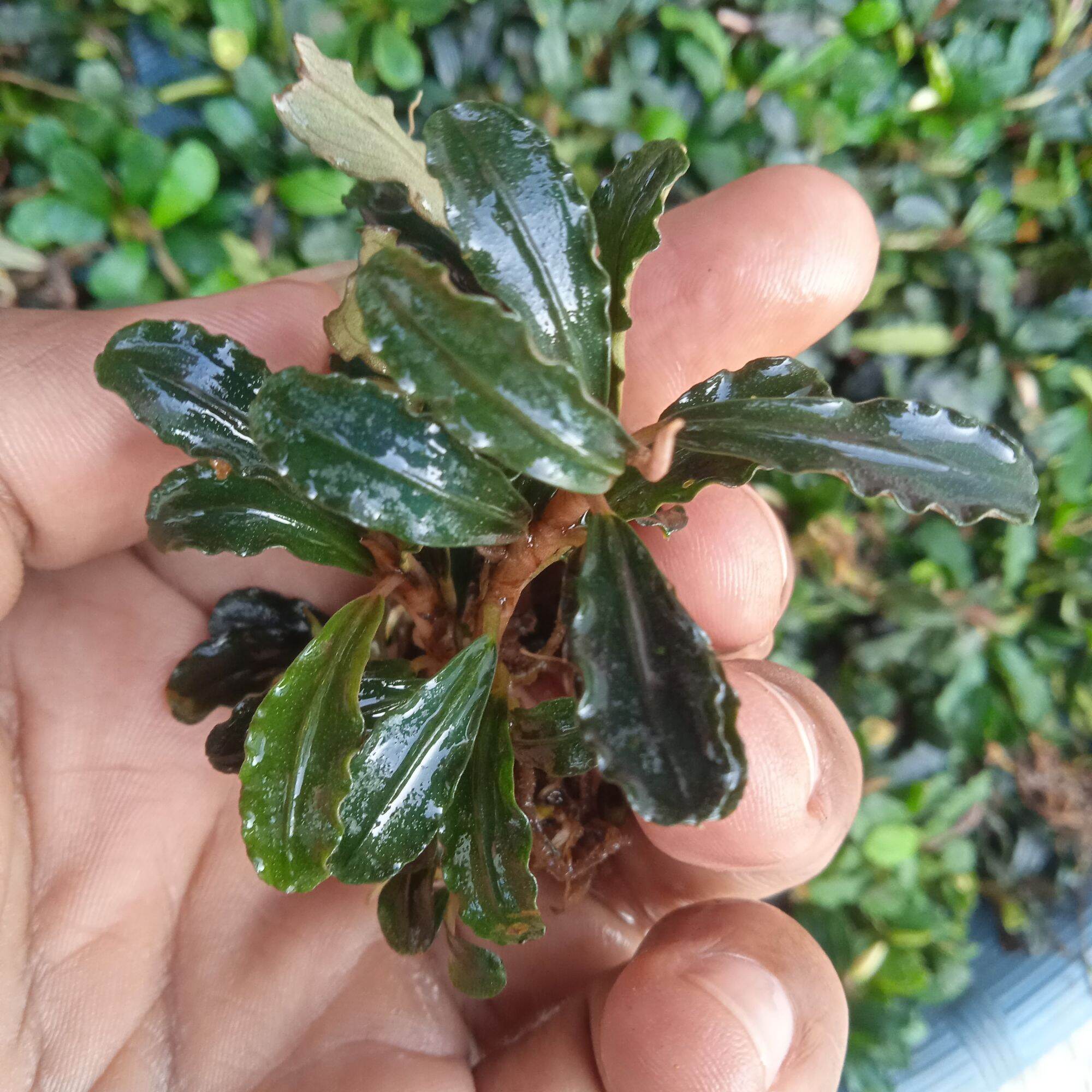 Bucephalandra Kedagang Purple Tanaman Aquascape | Lazada Indonesia