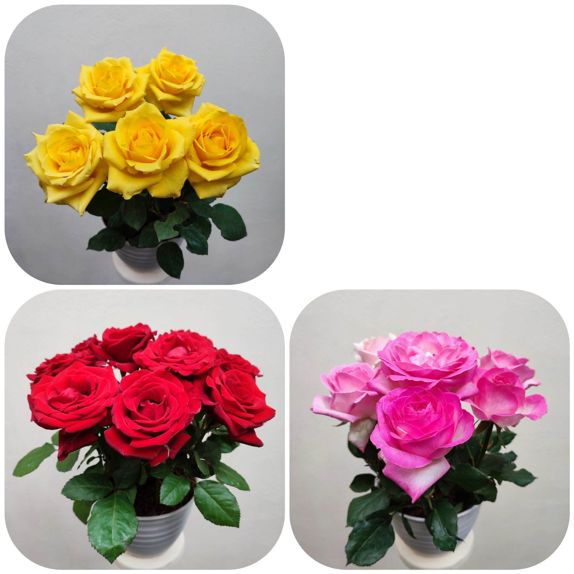 1 paket ( 5 WARNA ) Bunga mawar hidup | Lazada Indonesia