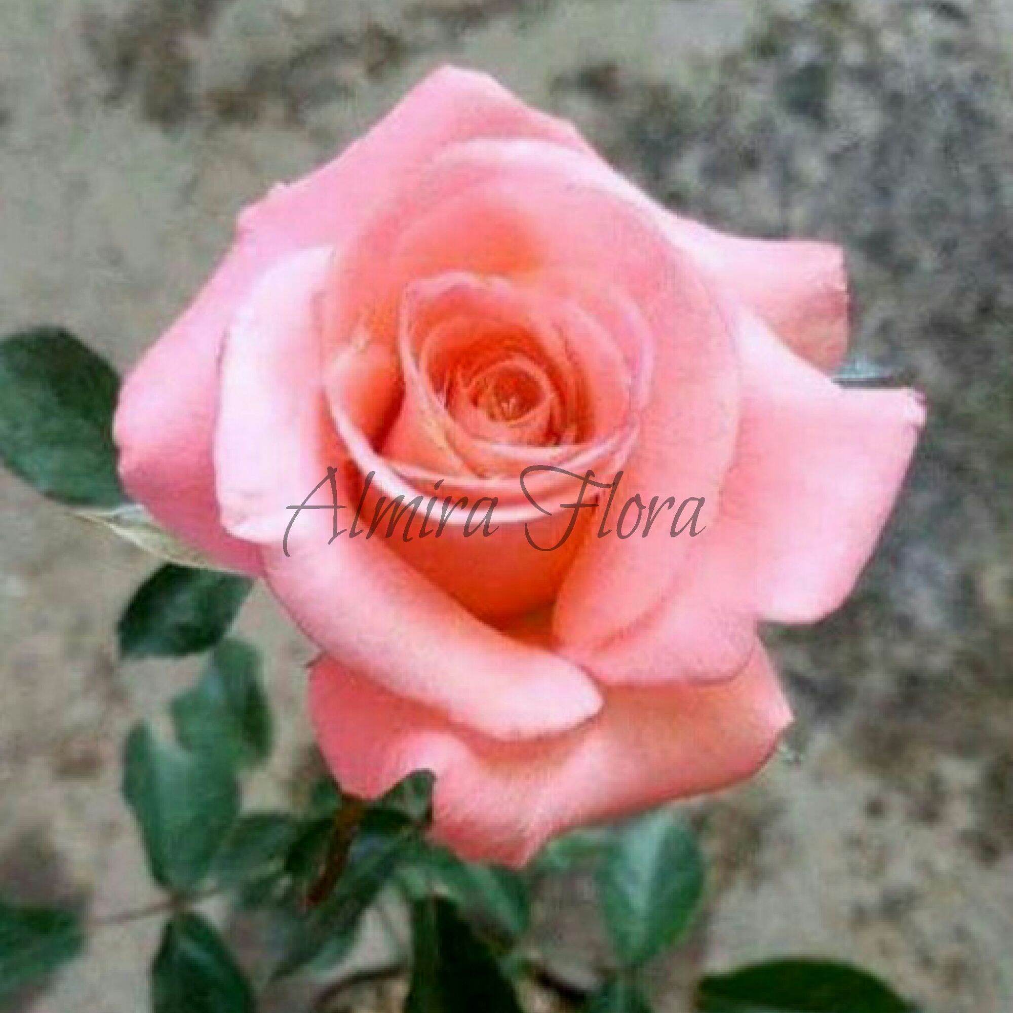 bunga mawar berbunga bebas pilih | Lazada Indonesia