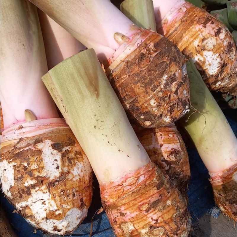 talas asli bogor 1 ikat (isi 3/4/ 5/6 buah) tergantung ukuran | Lazada ...