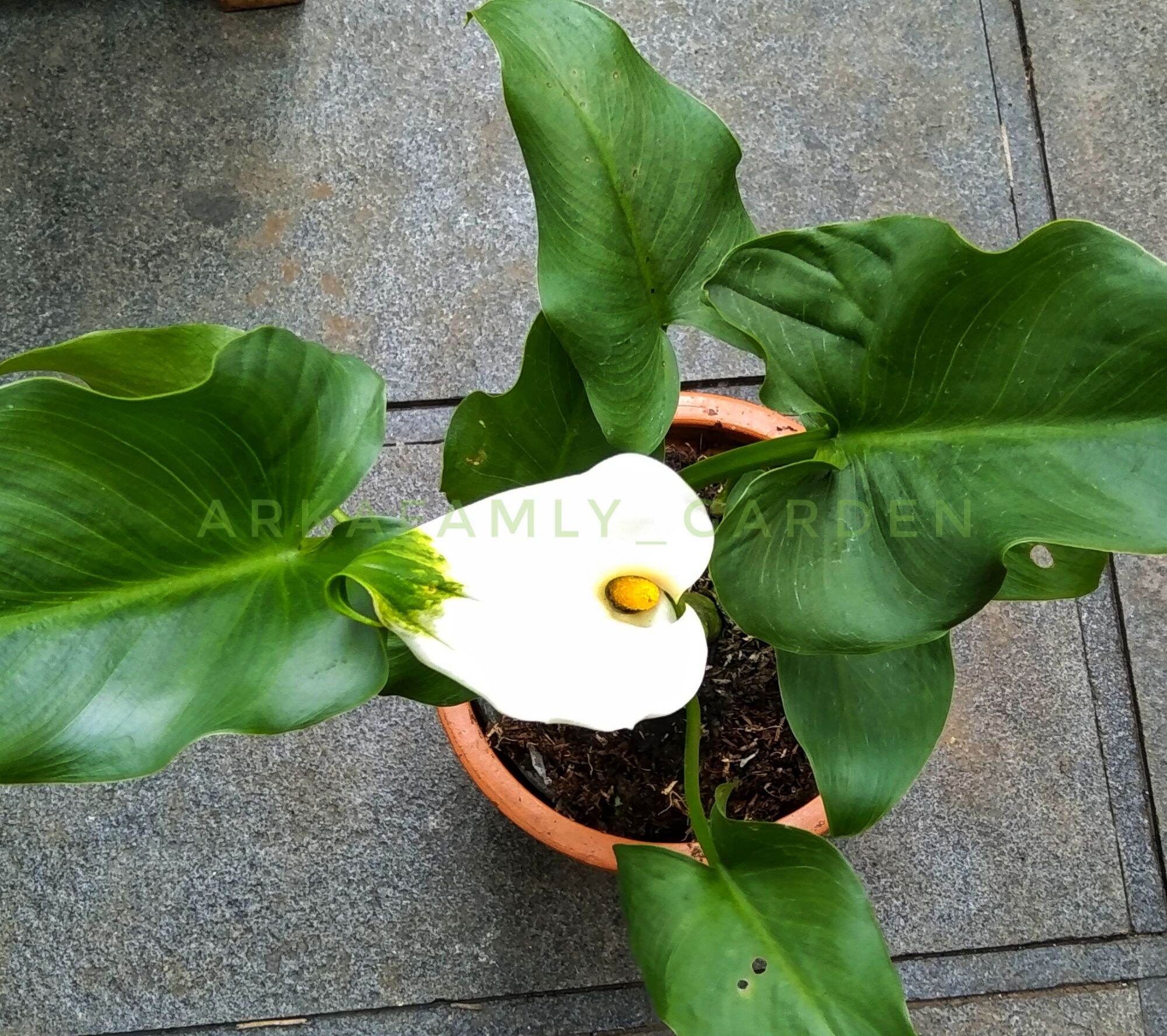 Bunga kala lili putih/Tanaman hias lili putih | Lazada Indonesia