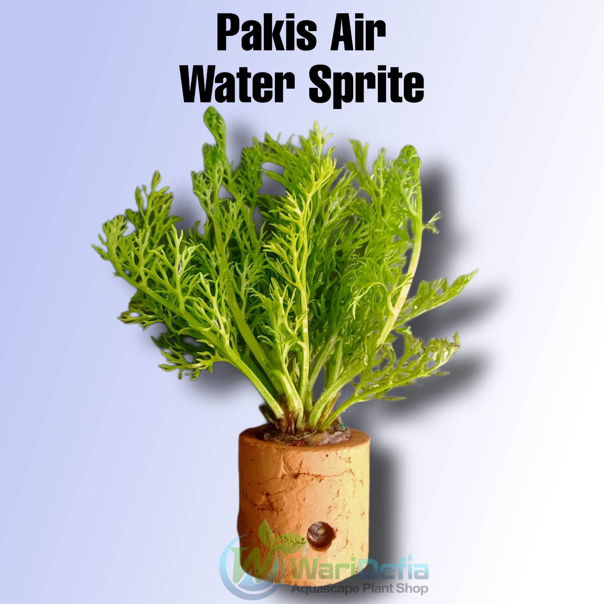 Pakis Air Water Sprite Tanaman Aquascape Media Pot | Lazada Indonesia